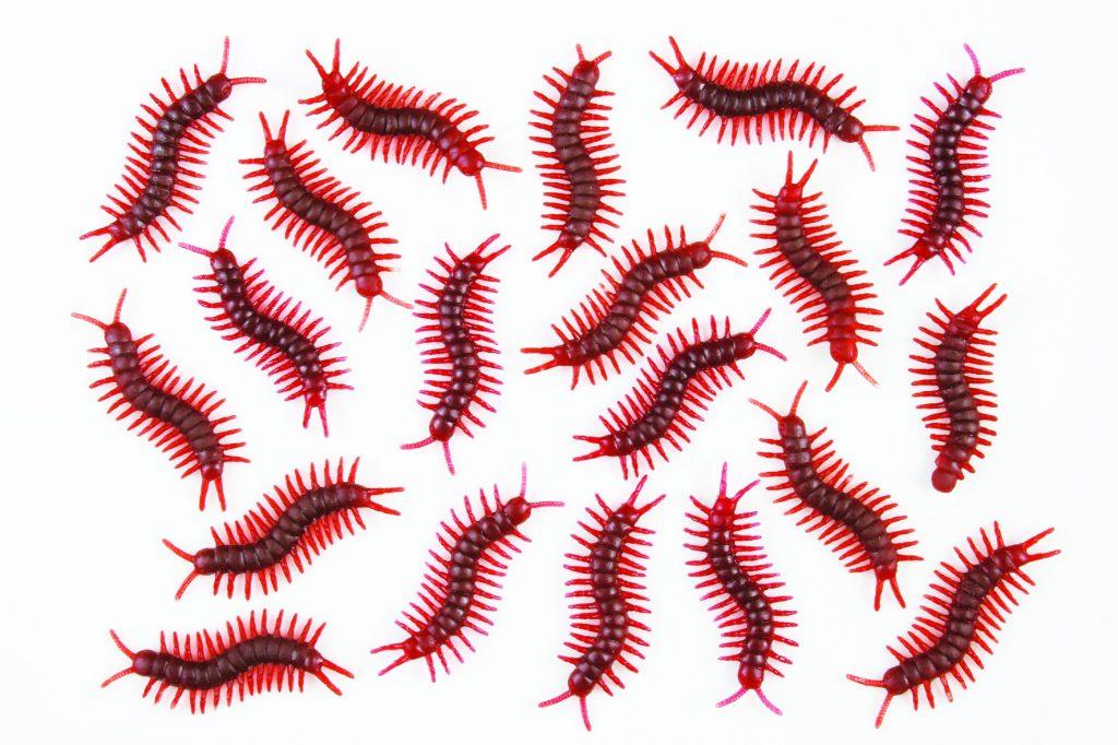 Bag Of Centipedes - The Mad Hatter